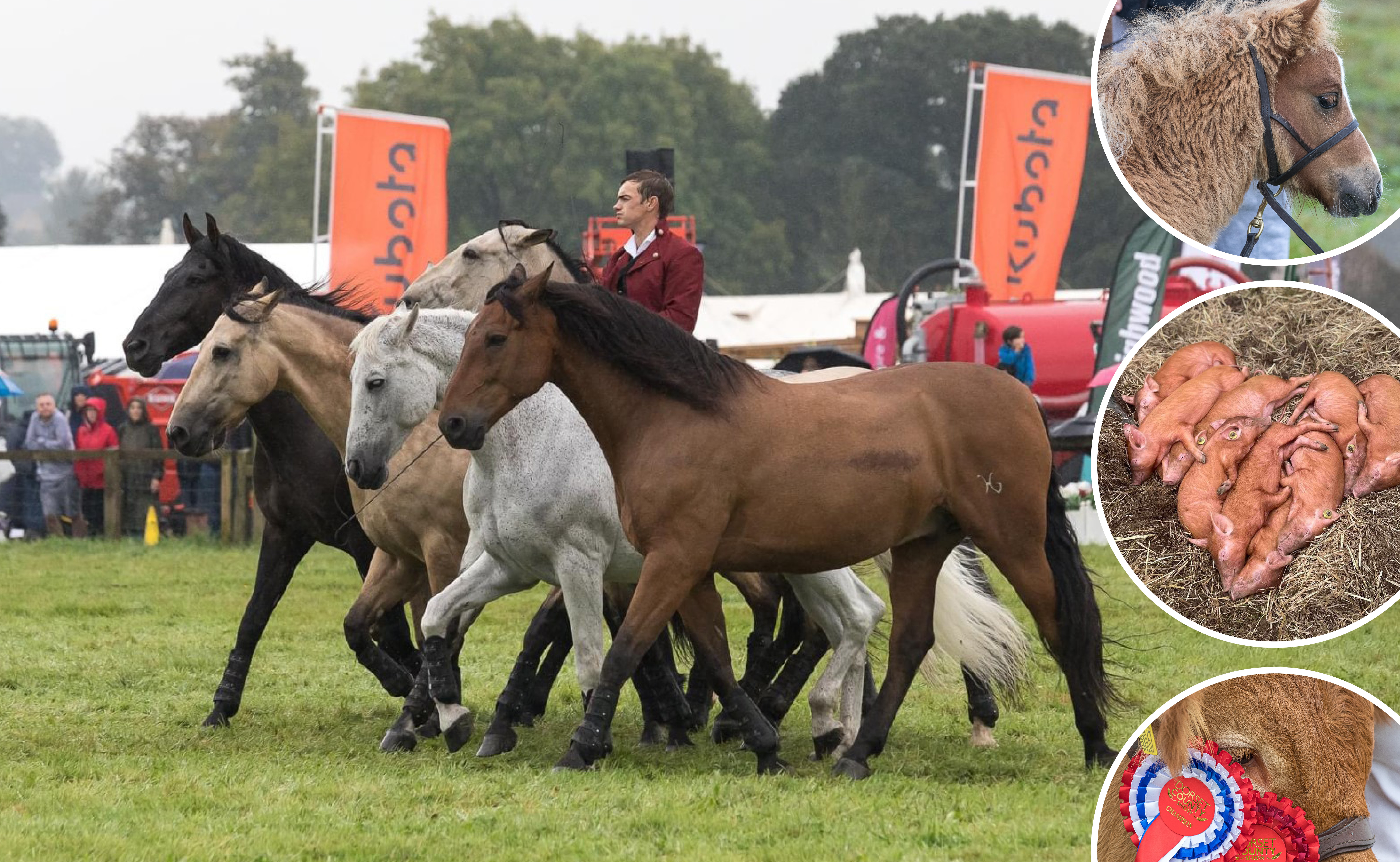Fire jumping motorbikes, stunt horse riders and alpacas – Dorset County ...